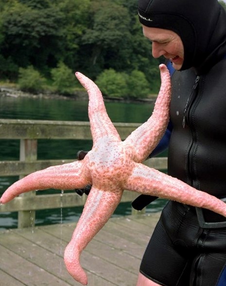 Cool Critters: Giant Pink Sea Star – Washington Sea Grant