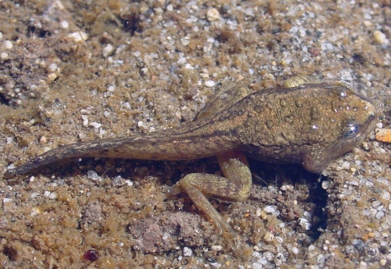 Cool Critters: Cascades Frog – Washington Sea Grant
