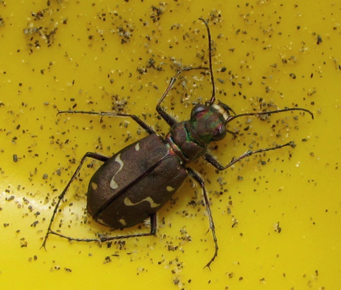 Cool Critters: Tiger Beetle – Washington Sea Grant