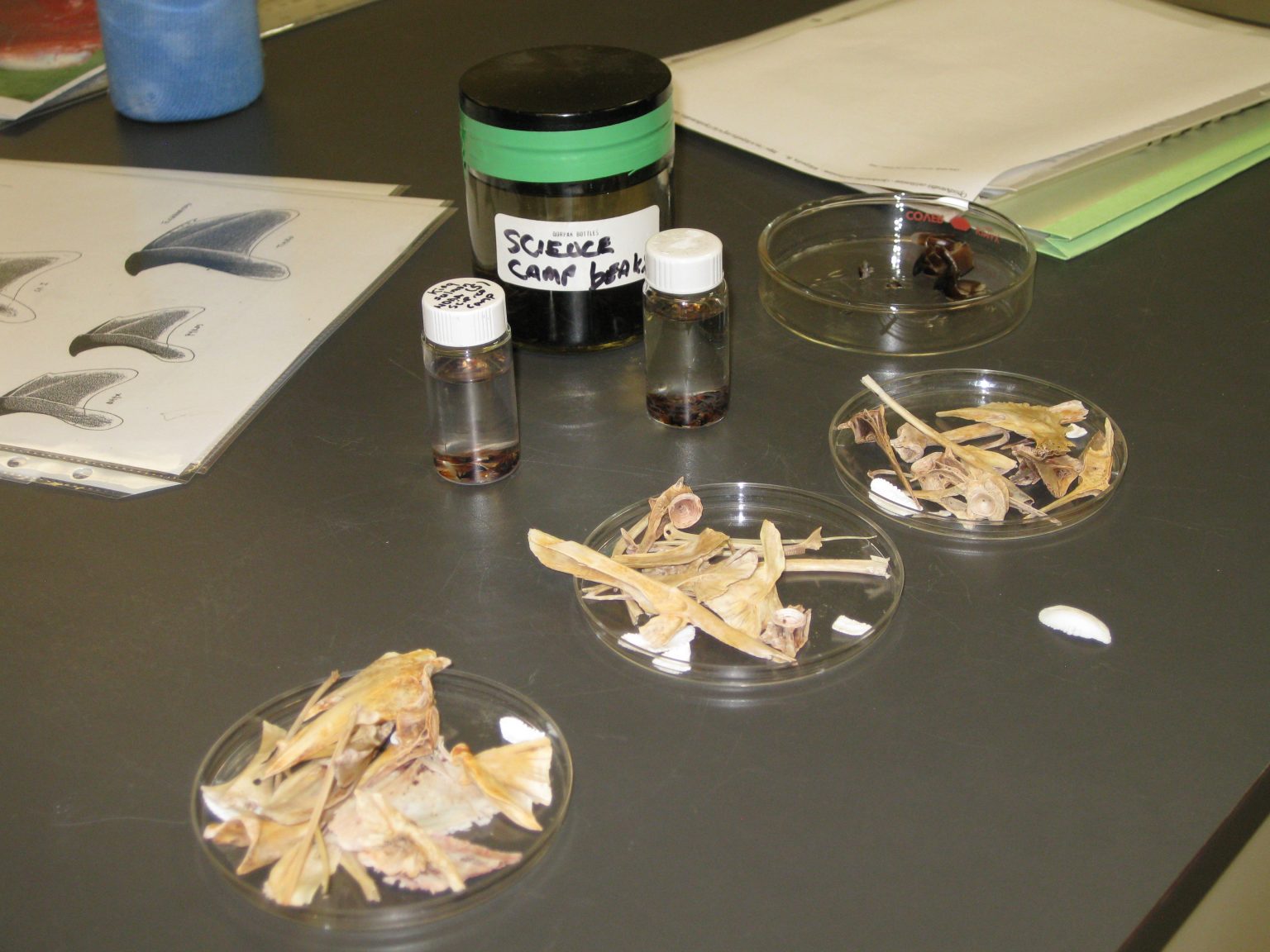 Twenty years of NOAA Science Camp – Washington Sea Grant