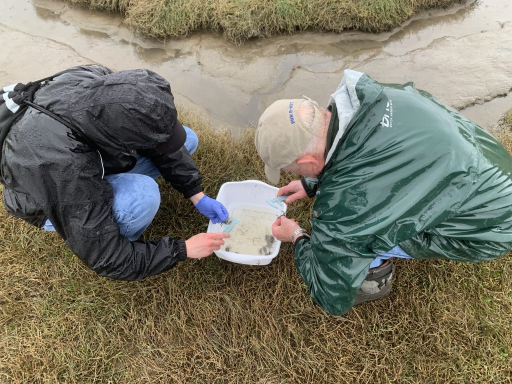 Protocol in Focus: Why do we measure native crabs, too? – Washington ...