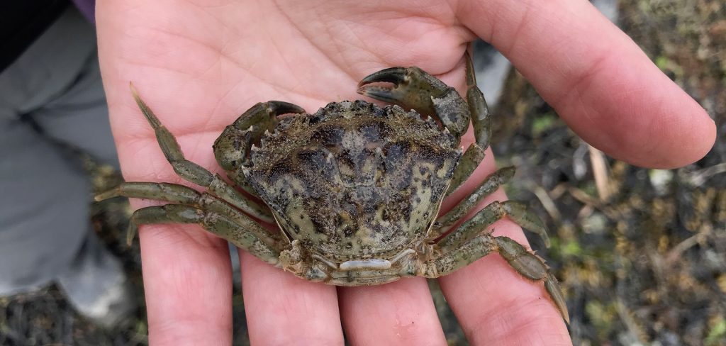 Introducing Molt Search – Washington Sea Grant