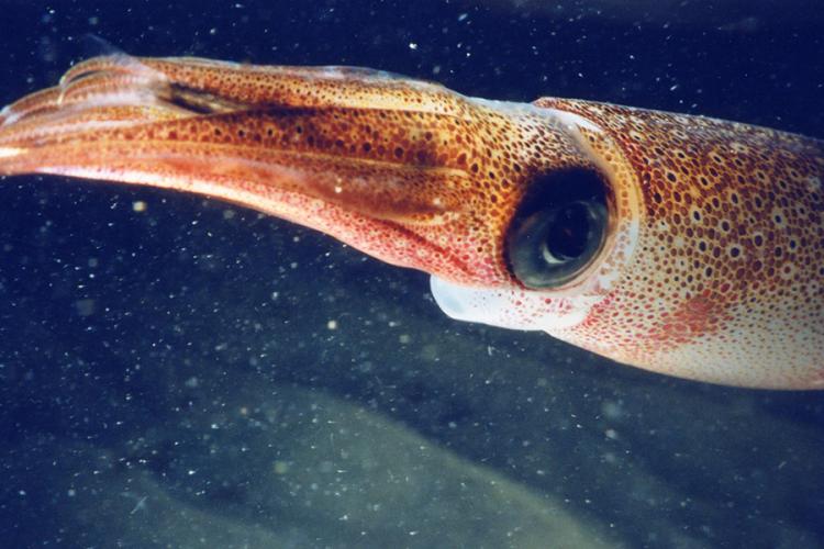 Cool Critters: Opalescent Squid – Washington Sea Grant