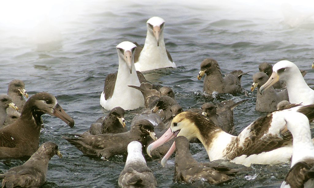 Award-Winning Researchers Find Methods to Reduce Seabird Bycatch in ...