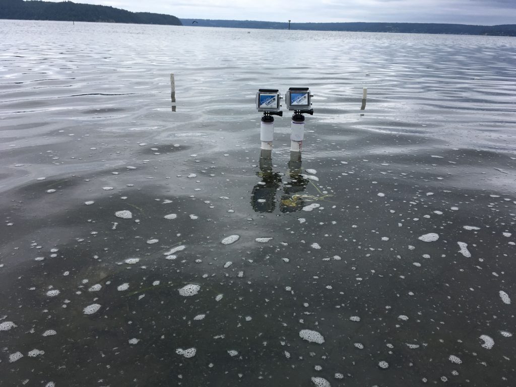 Looking Underwater to Uncover the Marine Environment of Shellfish ...