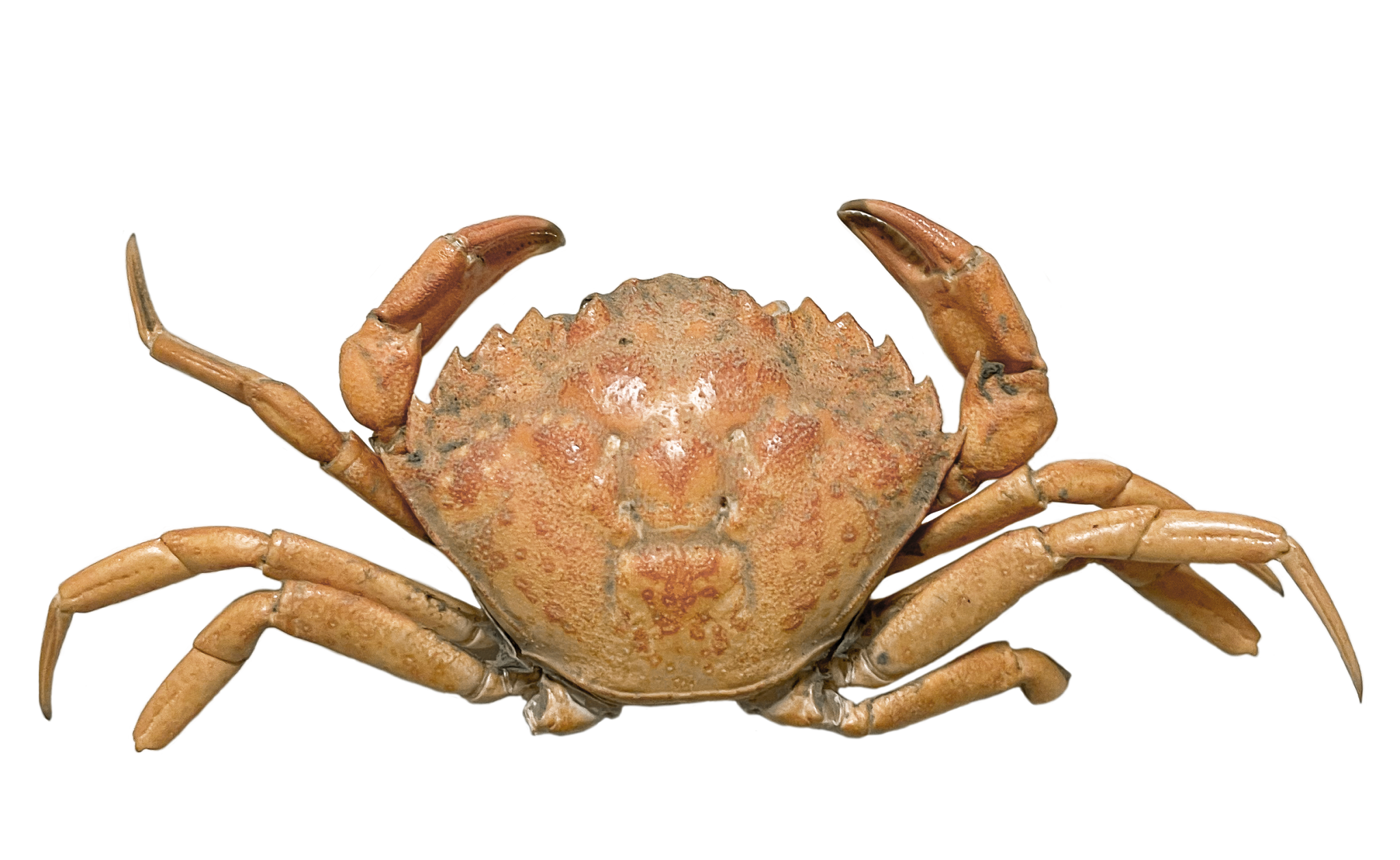 Introducing Molt Search – Washington Sea Grant