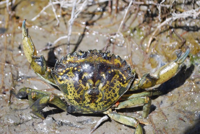 European Green Crab Status Update – Washington Sea Grant