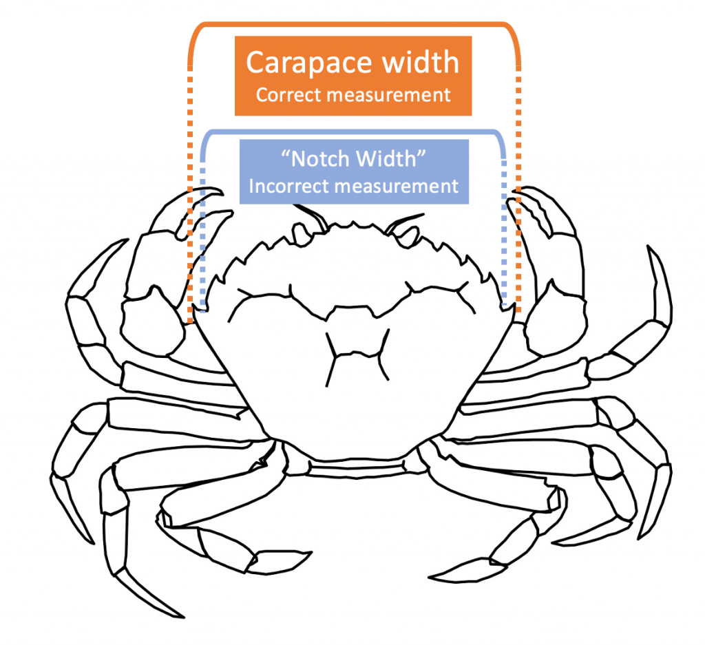 Protocol in Focus: Why do we measure European green crabs? – Washington ...