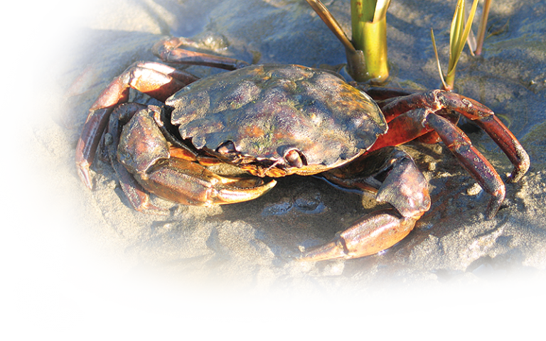 Green Crabs Have Arrived in Puget Sound: Are They Here to Stay ...