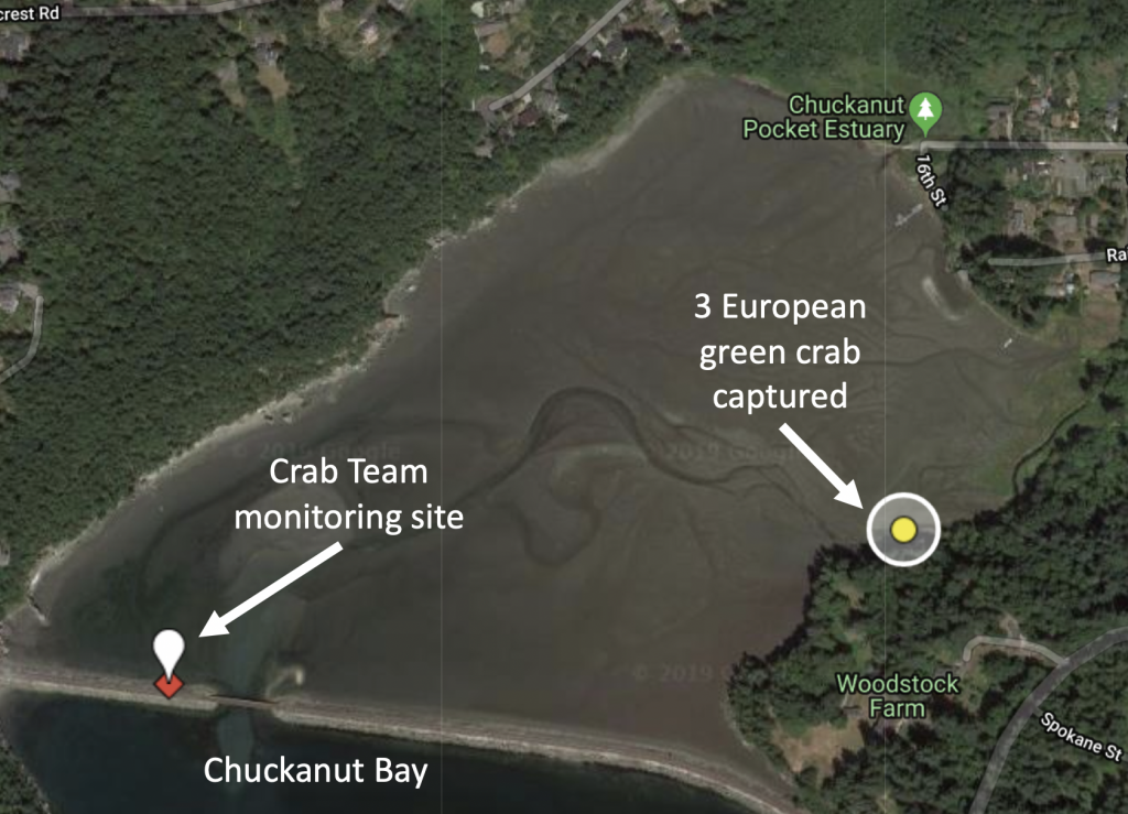 Additional Green Crabs Captured in Whatcom County – Washington Sea Grant