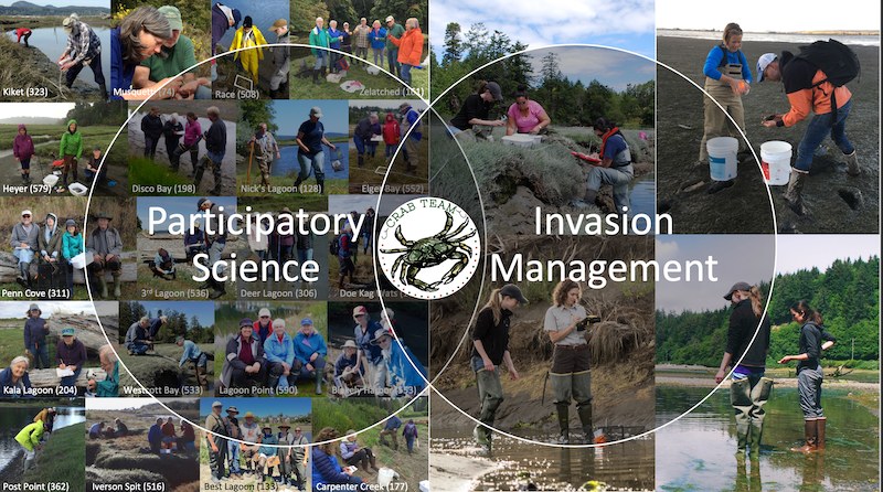 Fifth Anniversary of First Green Crab Detection – Washington Sea Grant