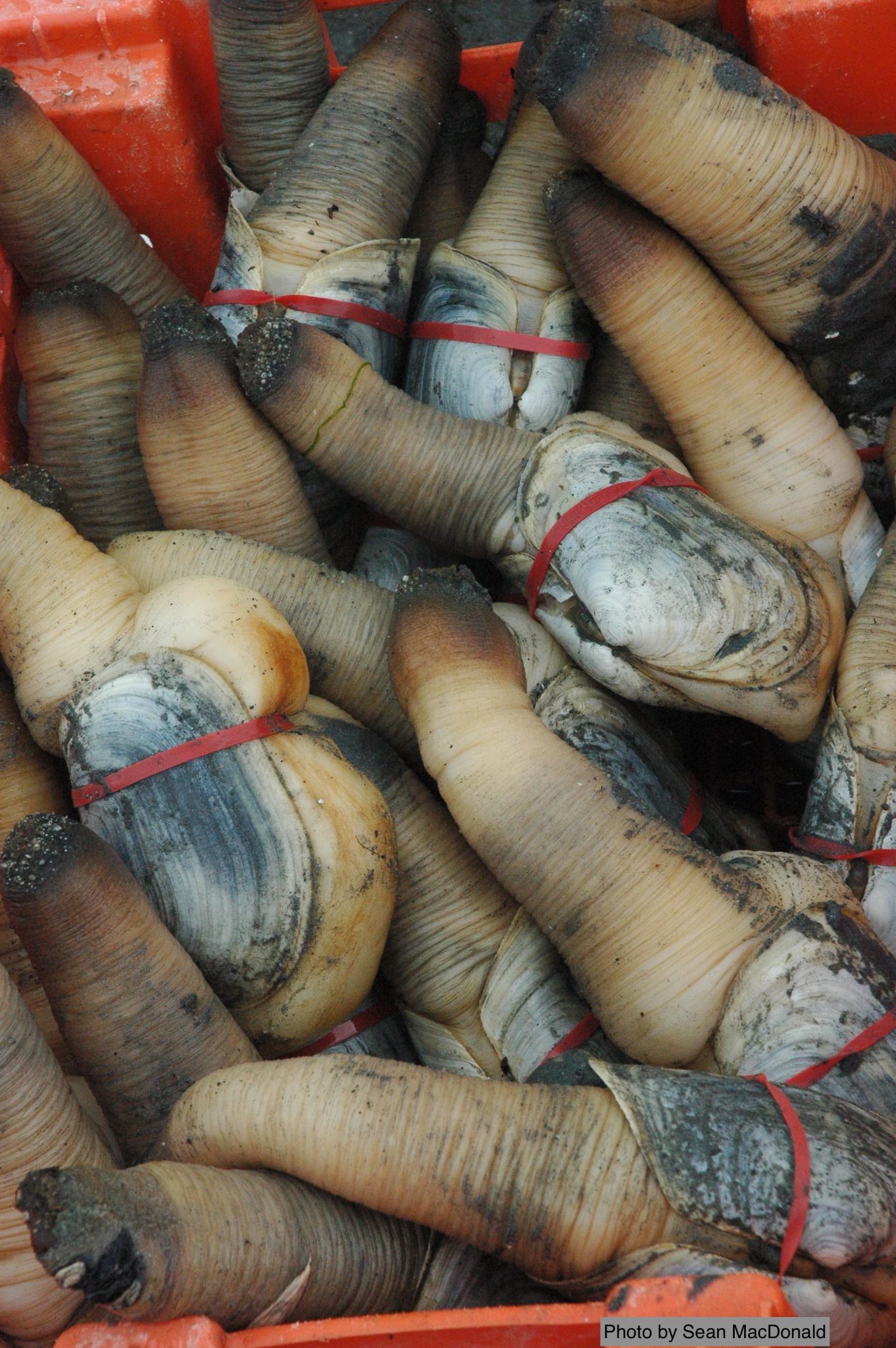 Who brings your seafood to you? An interview with Jesse Holden ...