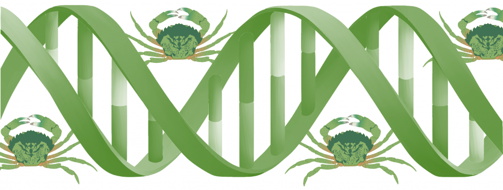 Environmental DNA (Part 1): Green Crab Monitoring 2.0? – Washington Sea ...