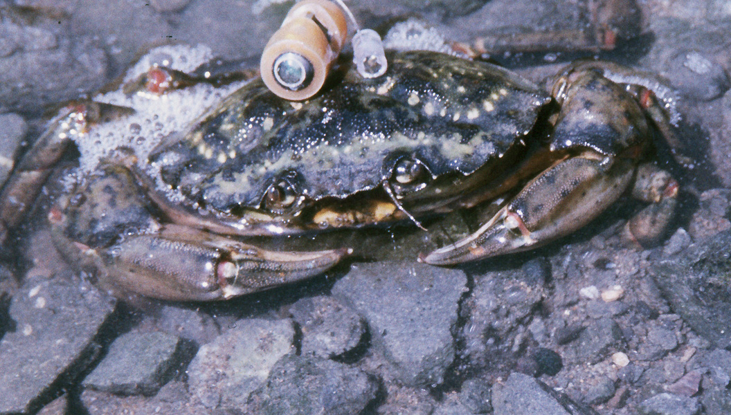 2024 Volume 1 – Washington Sea Grant