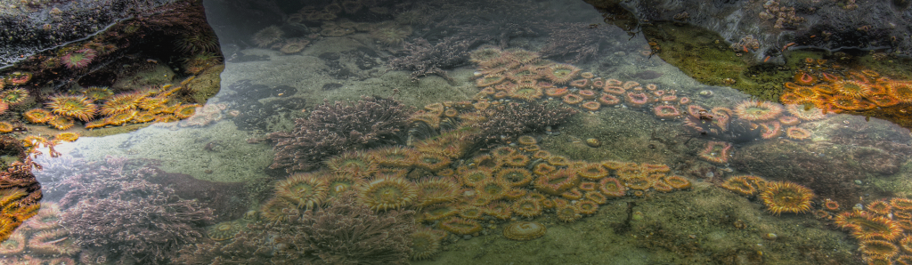 HomeA – Washington Sea Grant