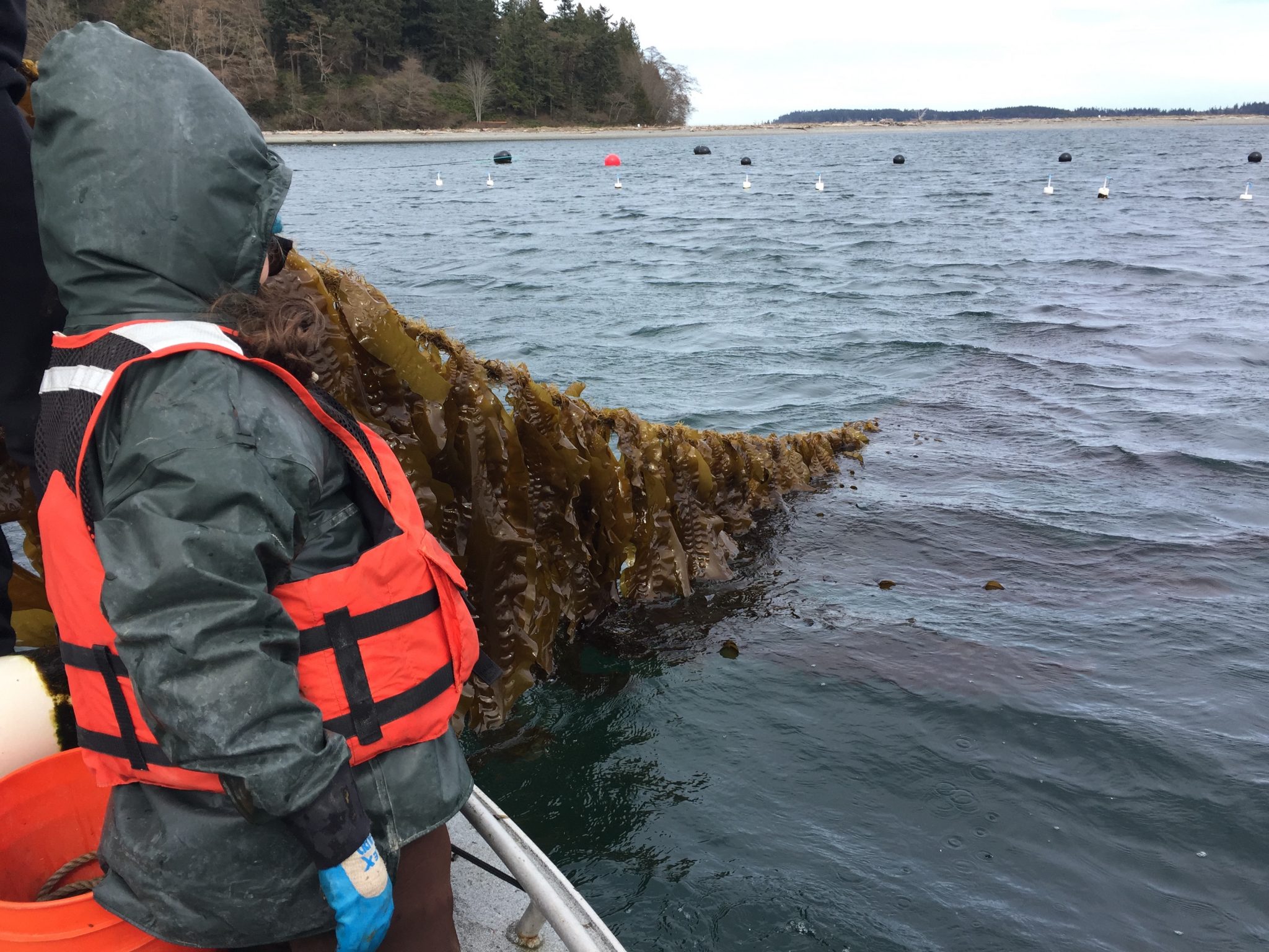 Washington Sea Grant Hosts Workshop on Seaweed Farming – Washington Sea ...