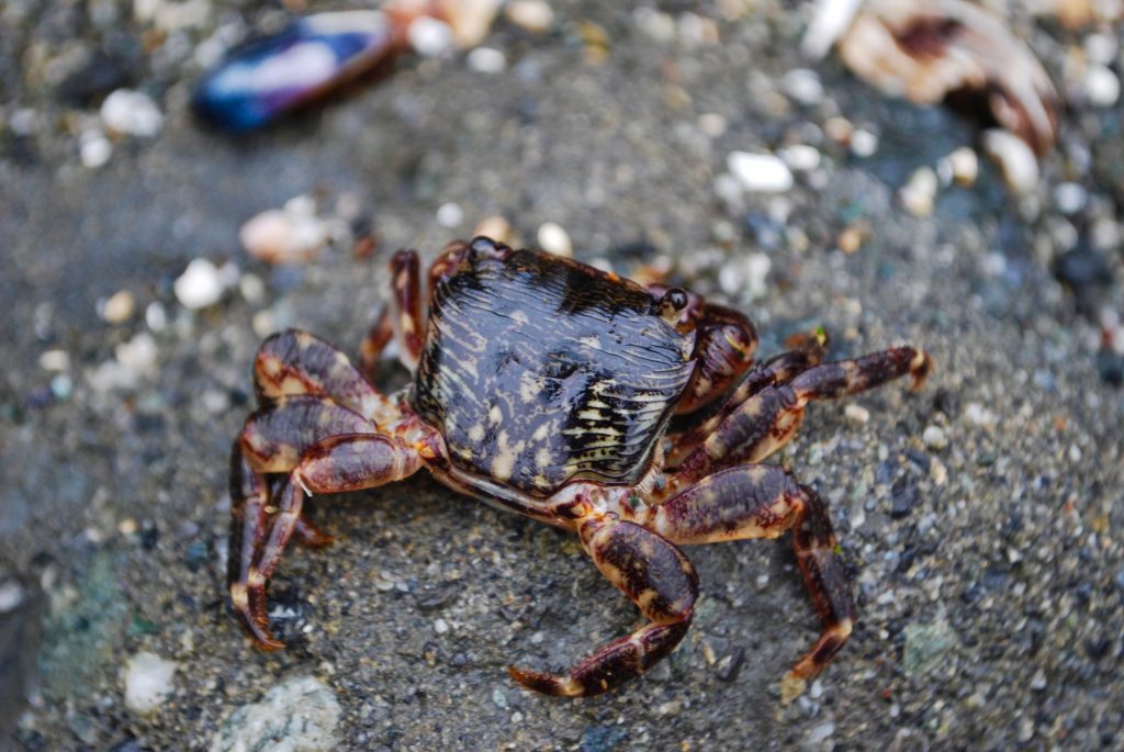 WSG Crab Team Trip to Makah Bay – Washington Sea Grant