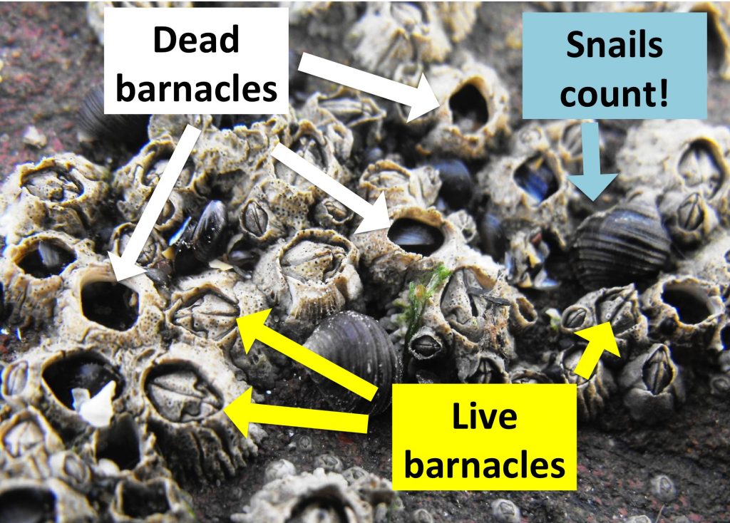 Protocol in Focus: What is “live epifauna”? – Washington Sea Grant