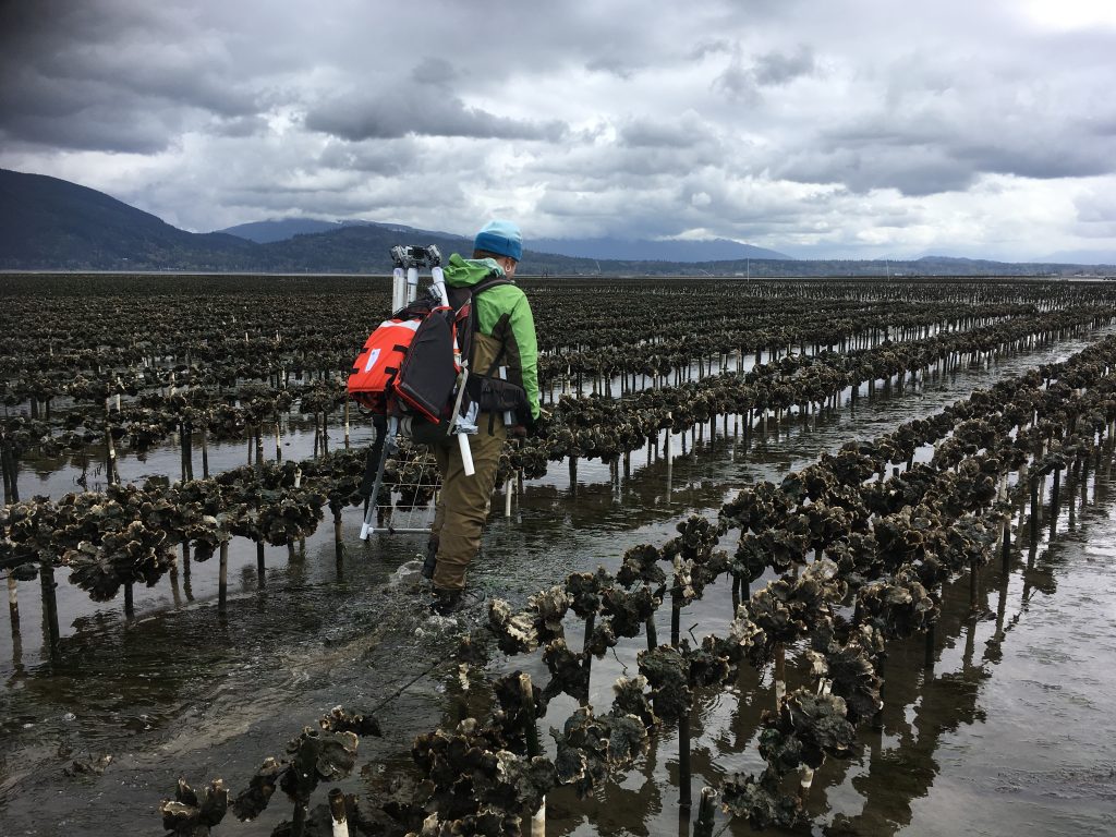 Looking Underwater to Uncover the Marine Environment of Shellfish ...