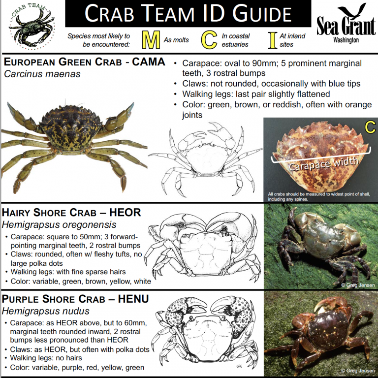 Crab Team Volunteer Toolbox – Washington Sea Grant