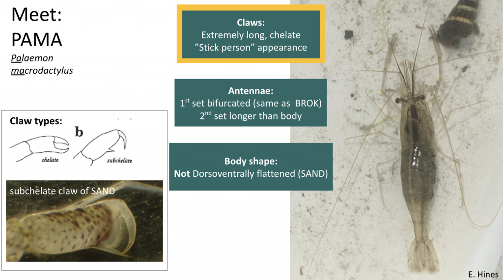 PAMA ID – Washington Sea Grant