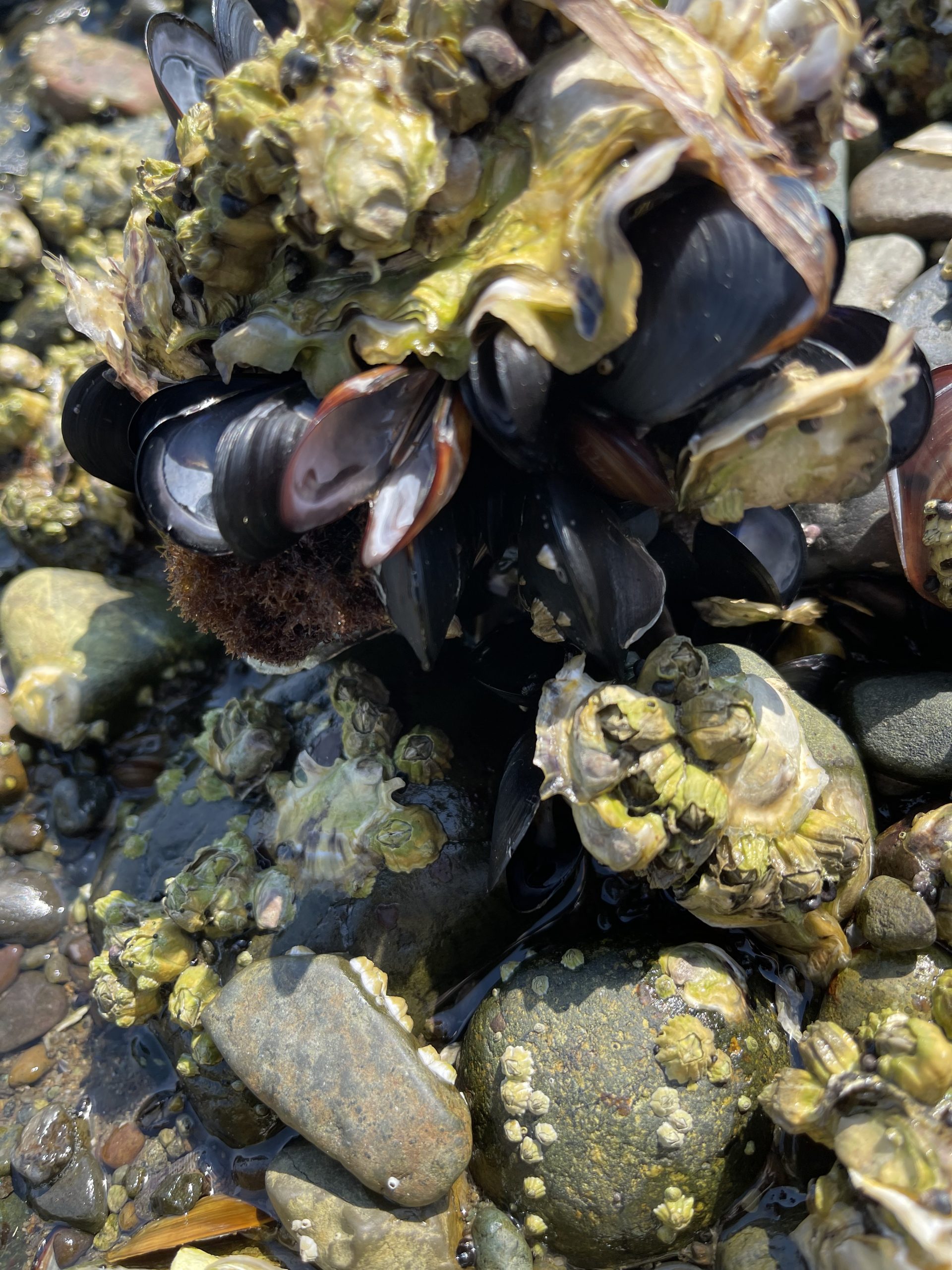 Impacts from the Summer 2021 Heatwave on Washington Shellfish ...