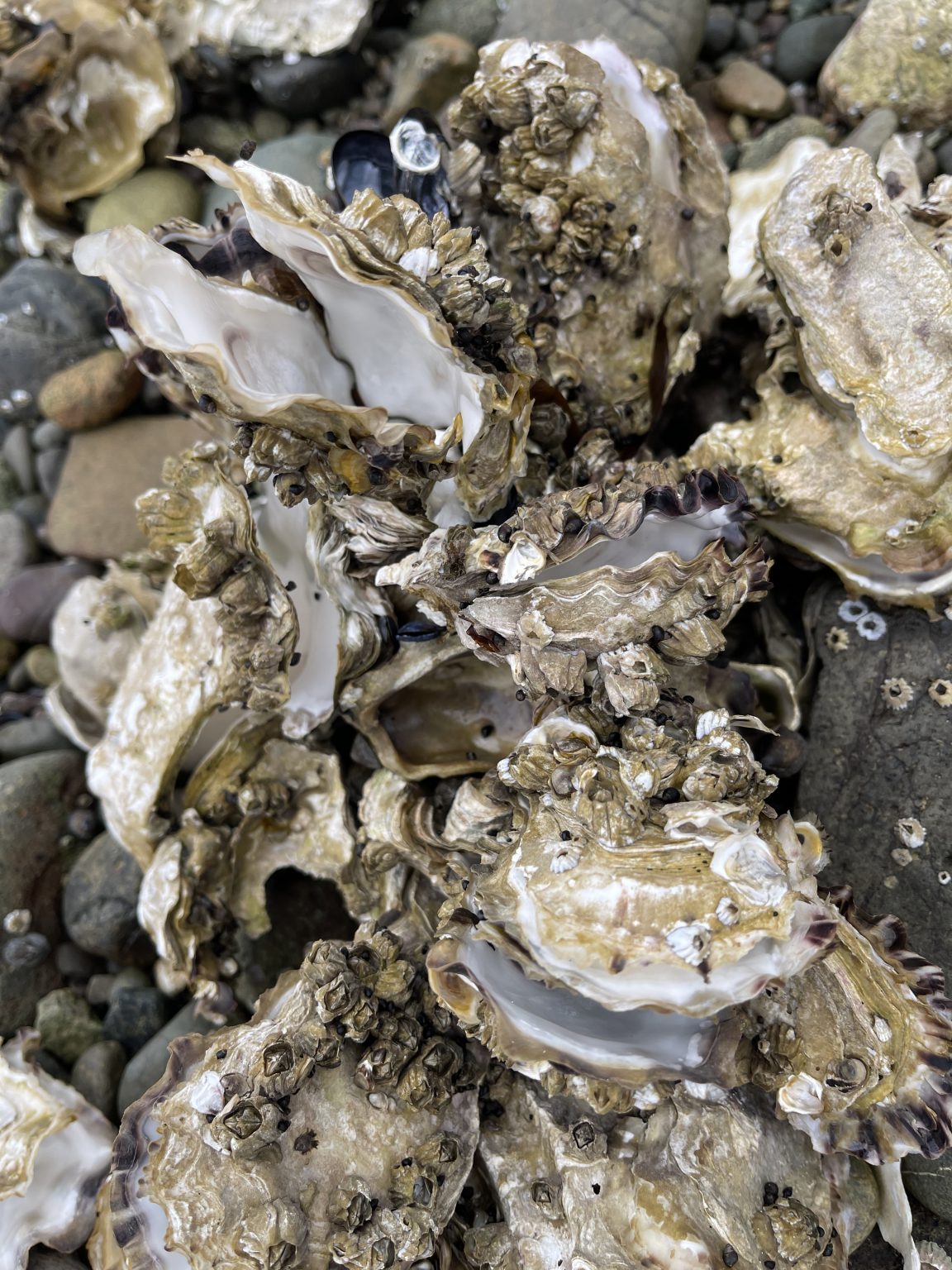 Impacts from the Summer 2021 Heatwave on Washington Shellfish ...