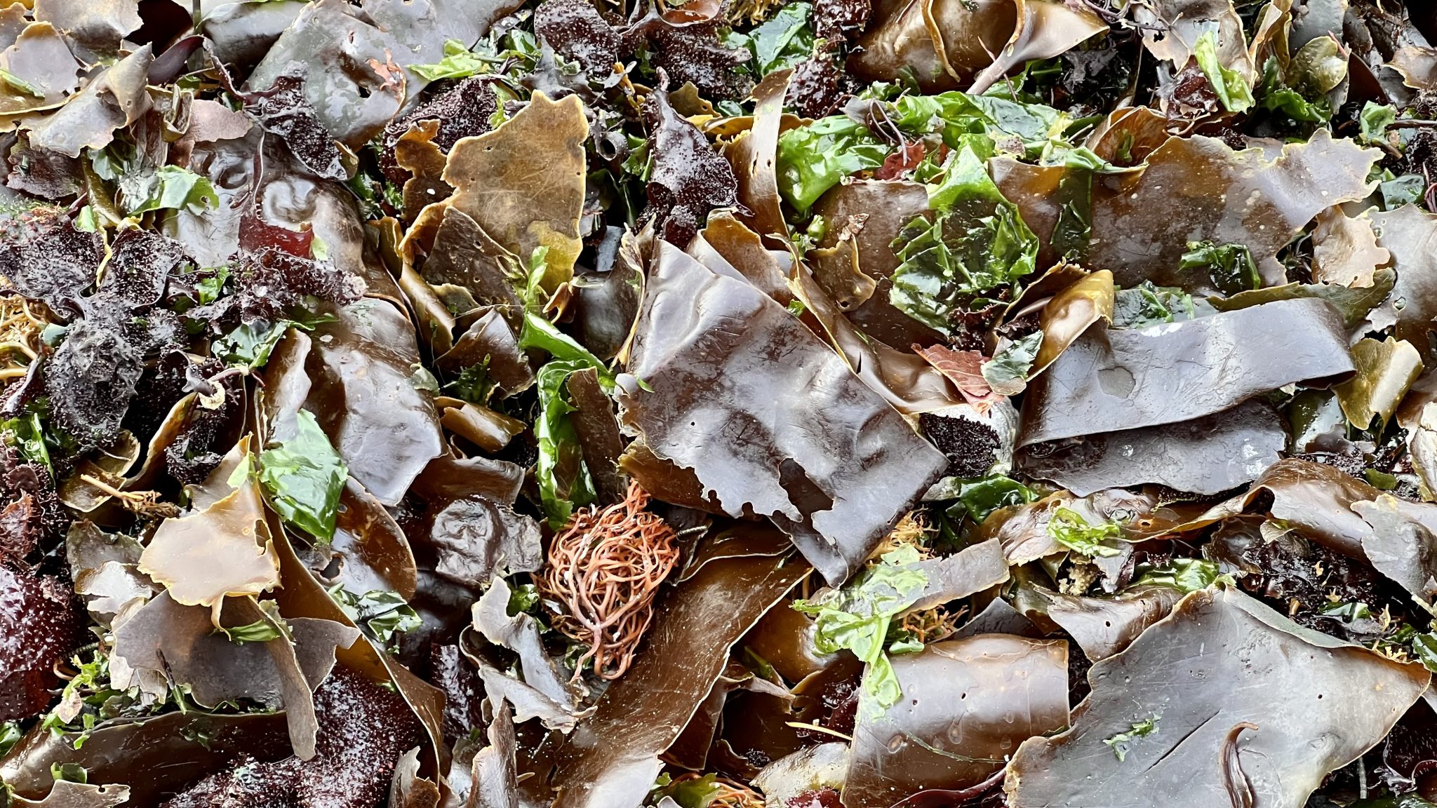 The first Seaweed Knowledge Symposium covered the challenges and ...