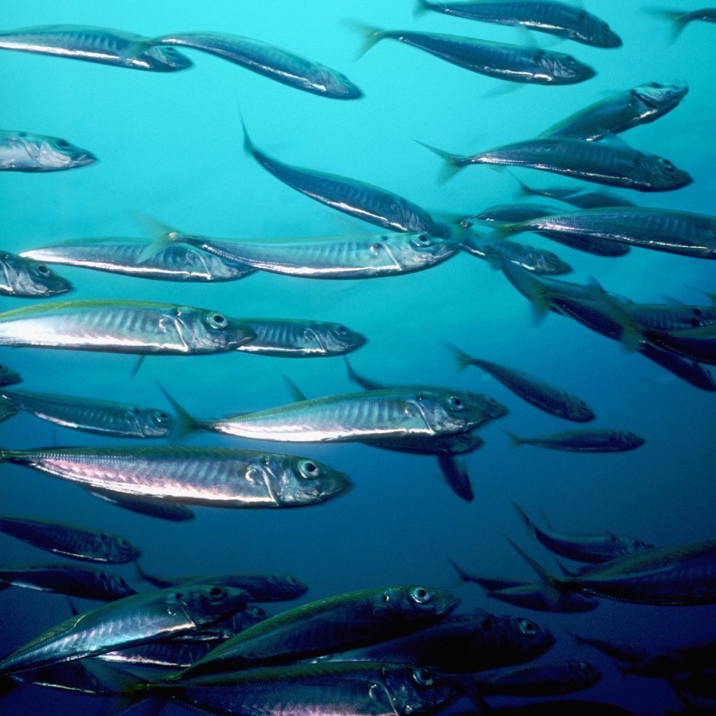 Fishing for the Triple Bottom Line: Profit, Planet — And People ...