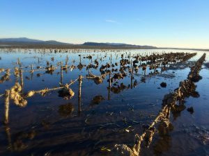 Shellfish – Washington Sea Grant