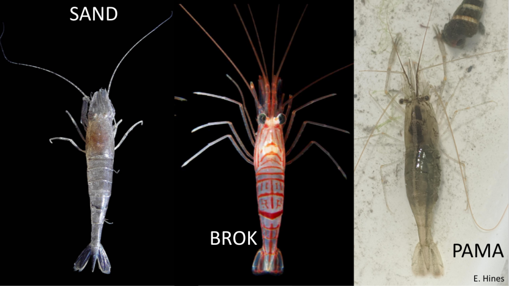 Shrimp Comparison – Washington Sea Grant