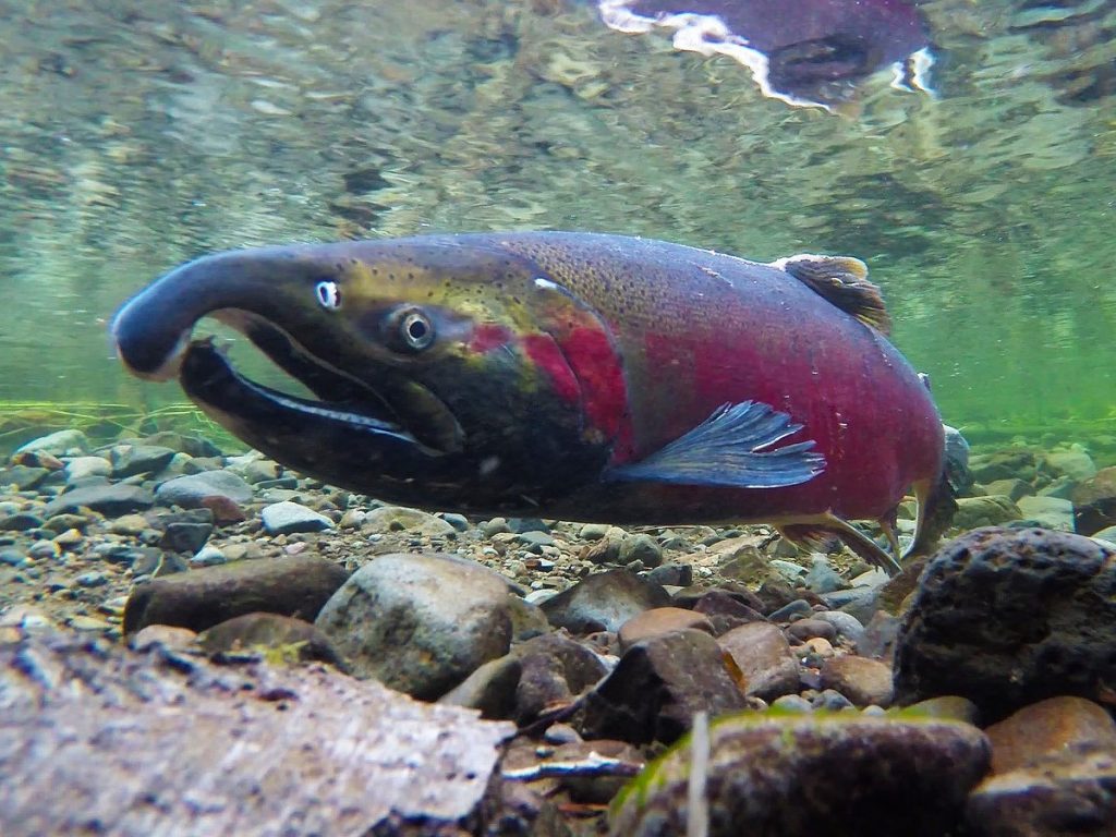 Spawning-coho copy – Washington Sea Grant