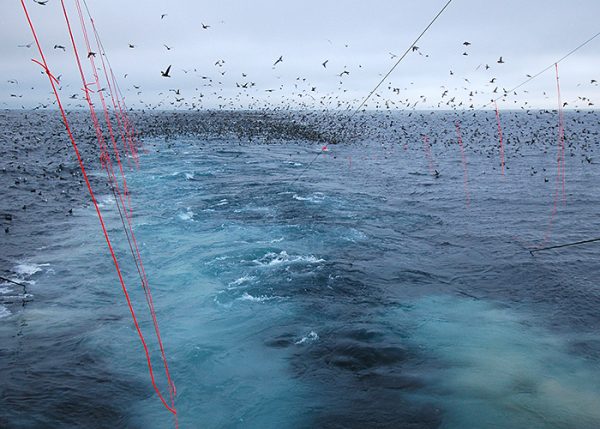 Seabird Bycatch – Longlines – Washington Sea Grant