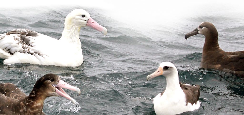 Seabird Bycatch – Washington Sea Grant