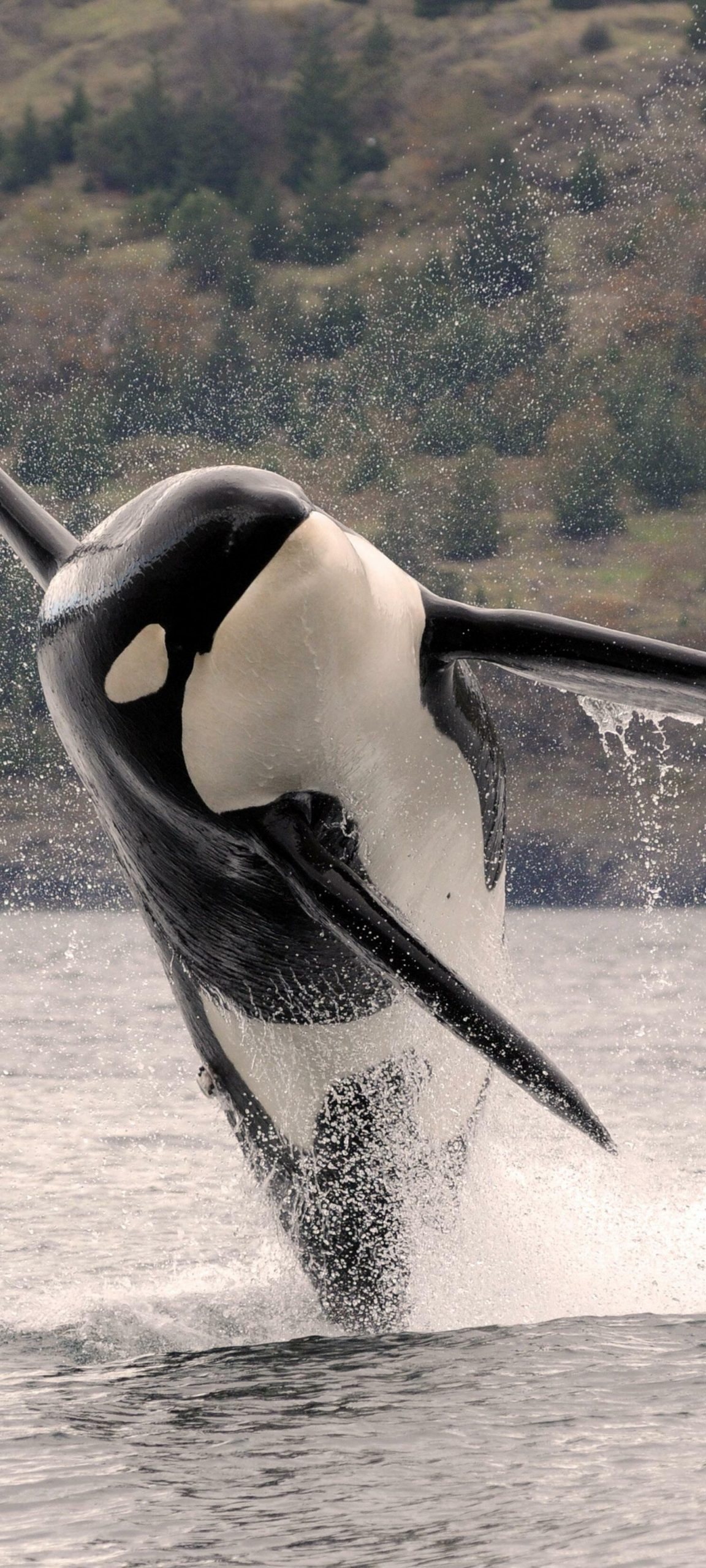 Make Whale for Change: New Rules for Whale Watching in the Salish Sea ...