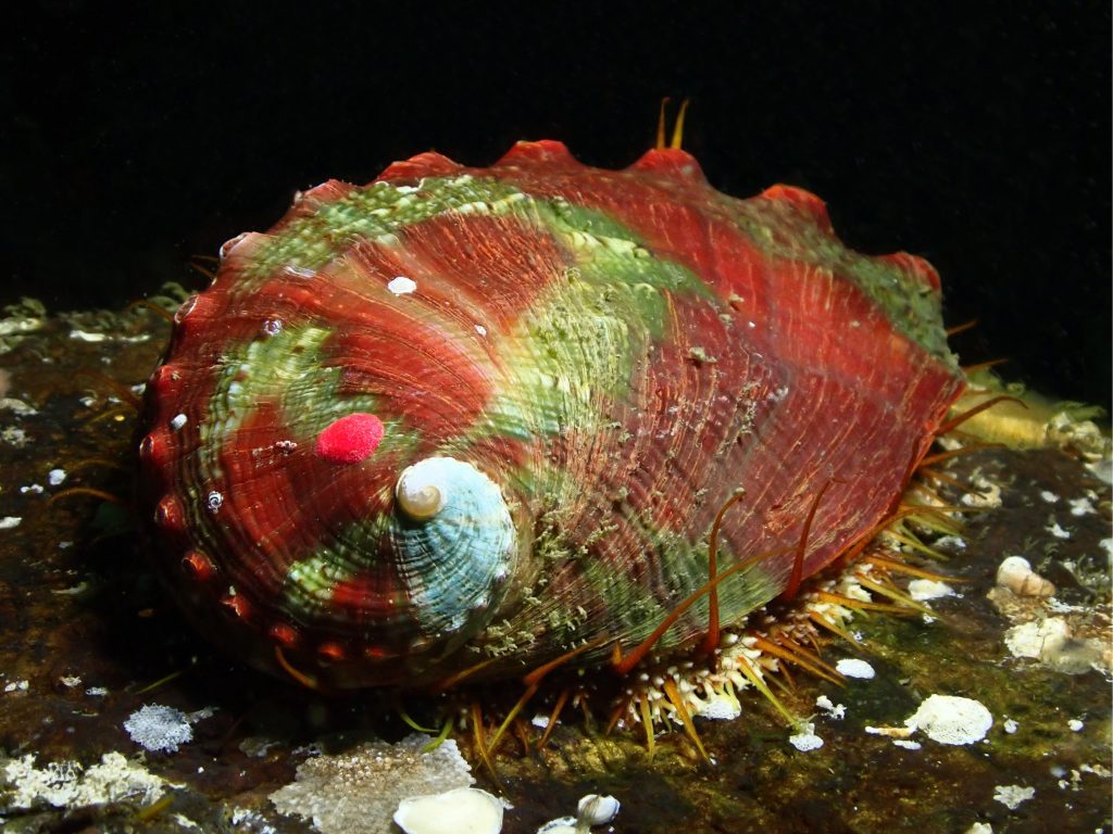 Raising the next generation of endangered pinto abalone – Washington ...
