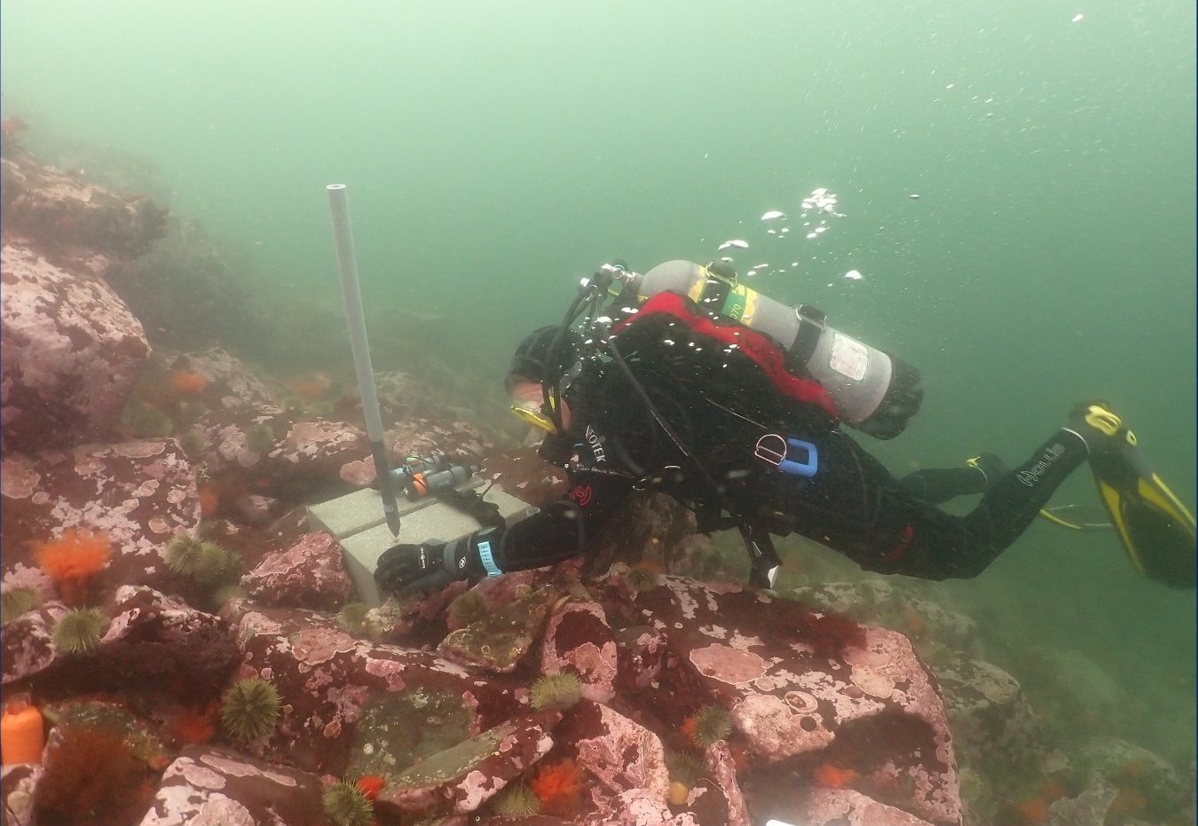 Raising the next generation of endangered pinto abalone – Washington ...