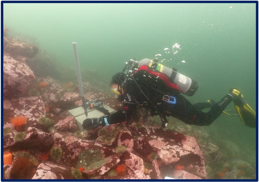 How to save the pinto abalone – Washington Sea Grant